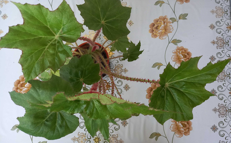 Бегония клещевинолистная (B. ricinifolia)