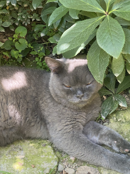 Кот скоттиш страйт цена договорная