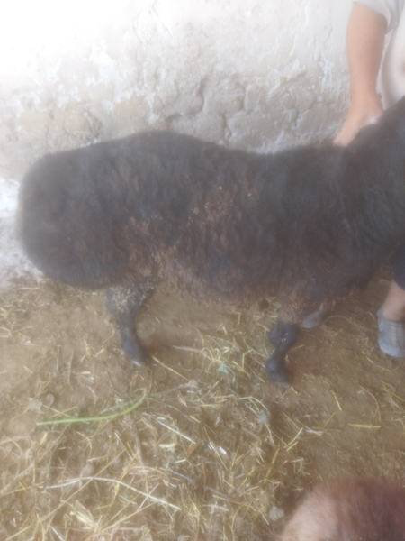 Qurbonlika va nasilga Tayor boqilgan qochqorlar