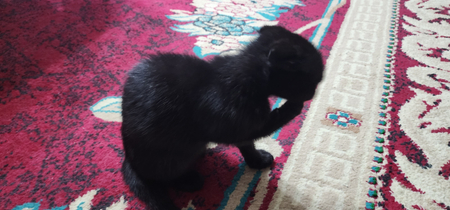 Скотиш фолд и скотиш страйт продаются котята 2 месяца
