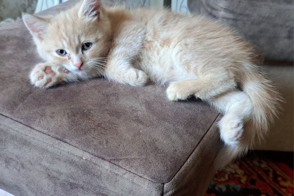 Шотландская прямоухая кошка