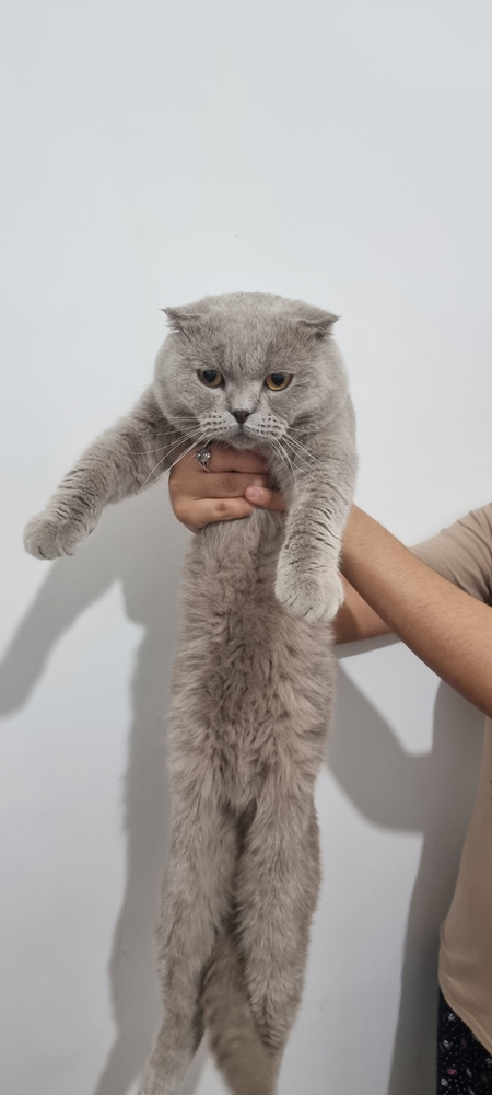 Продаётся пародистий кот