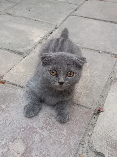 British cats' kittens. Mushuk bolachalari.