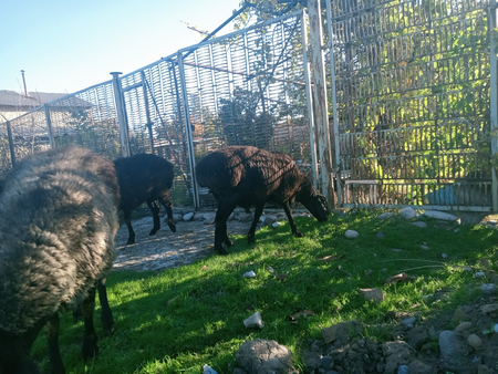 Aqiqa, tôy marosimlar qôchqorlar bor