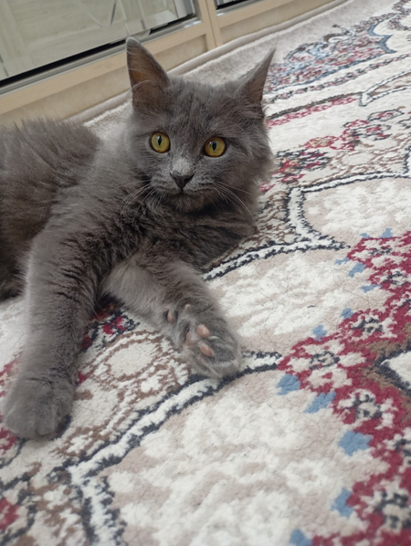 Кошка Русская голубая