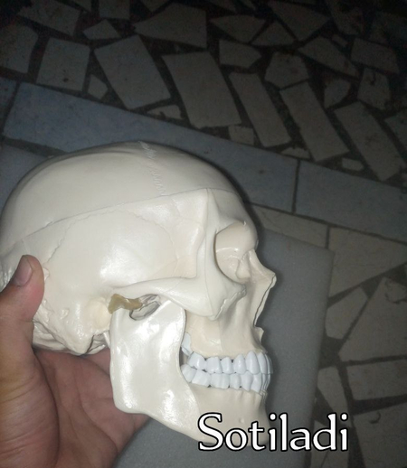 Kalla suyagi anatomiya oʻrganish uchun
