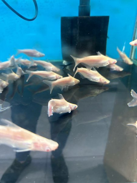 Akvarium Baliqlari Do'koni Chilonzor Uchtepa