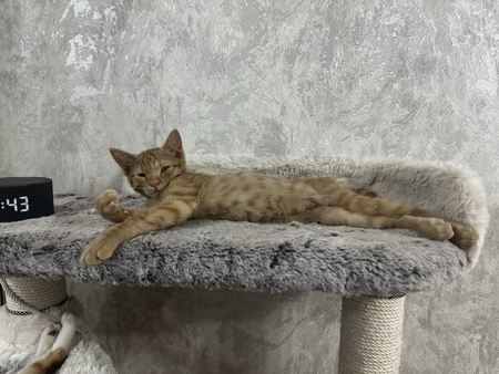 Котята в хорошие руки)
