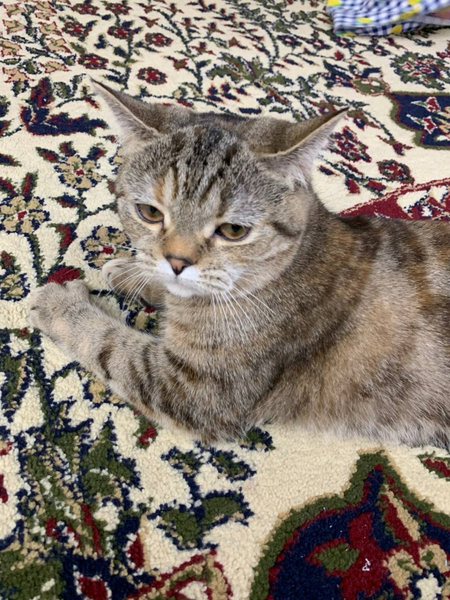 Продается Кошка Скотиш Страйт