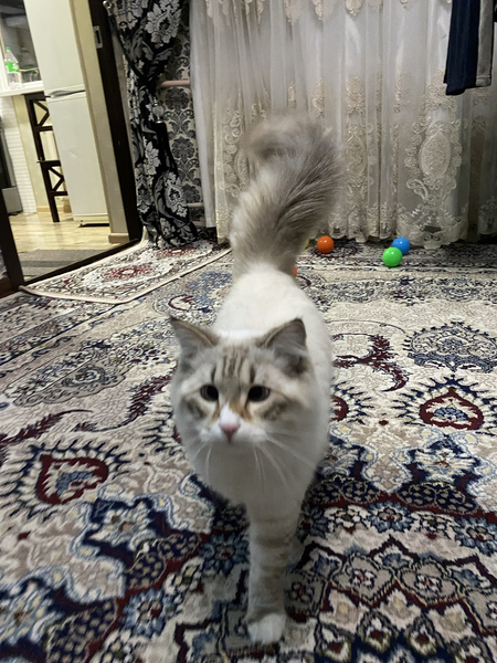 Mushuk sotiladi oq rang 8oylik