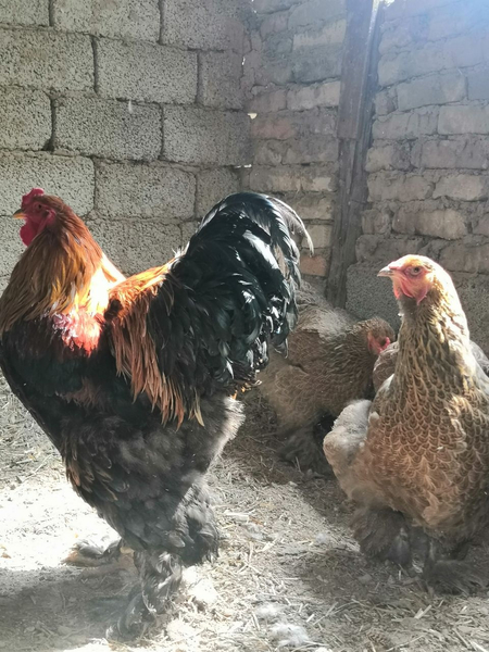 Есть в продаже брама гигант цыплята