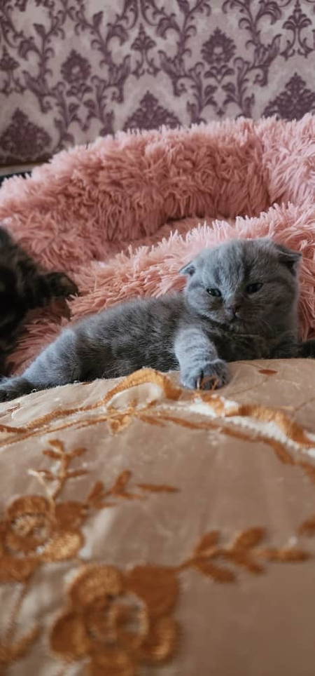 Скоттиш Фольд