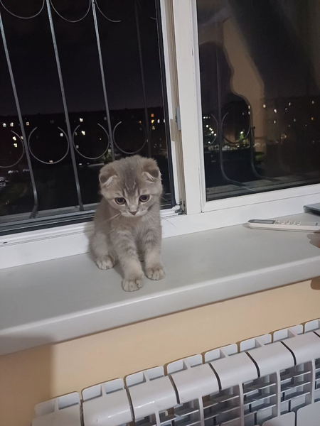 Mushuk bolasi zotor mushuk