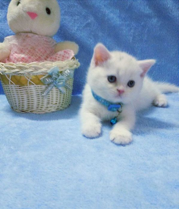 Продается катенок скотиш страйт, мальчик,плюшевый.
