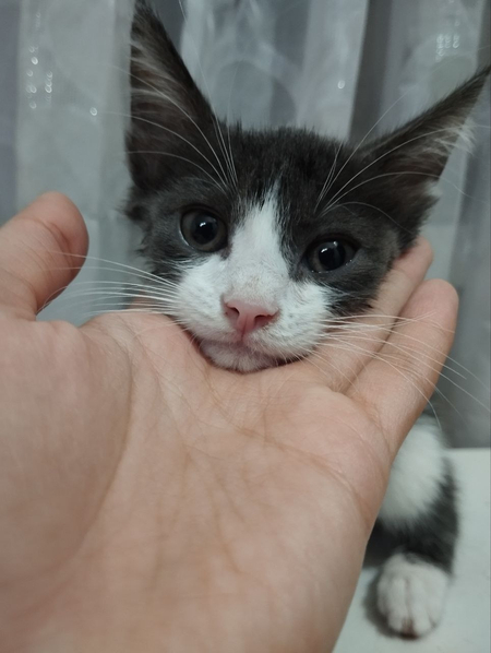 СРОЧНО!!! Отдаю котят