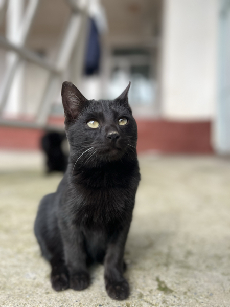 Котёнок, мальчик, г. Маргилан