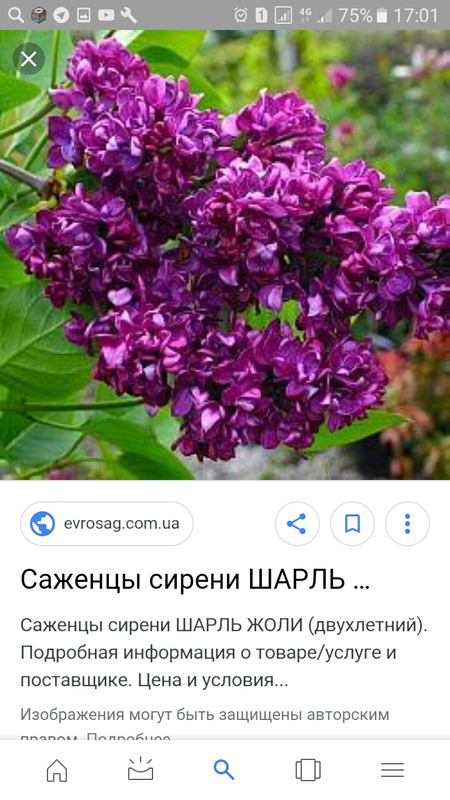 Саженцы сирени..