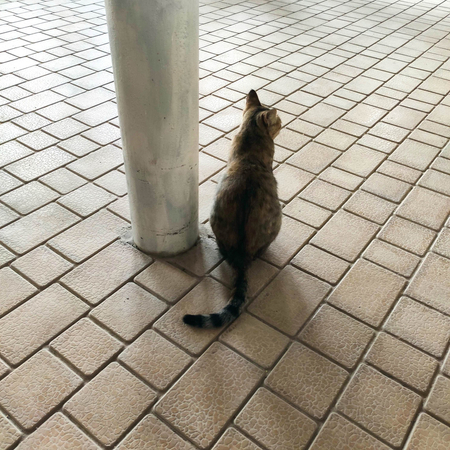 Кошка взрослая и кошка девочка