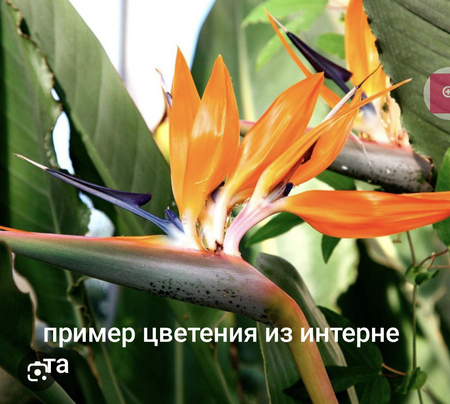 Стрелиции двух видов