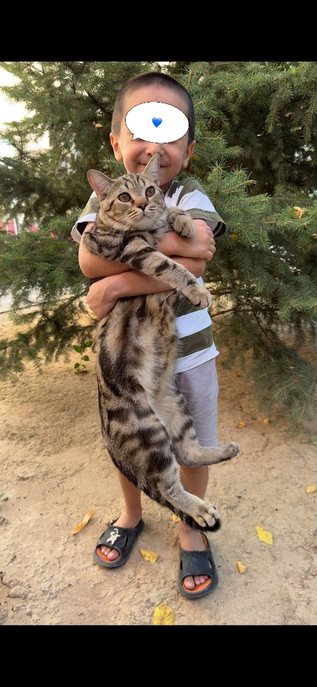Кот пароды Скотиш Страйт