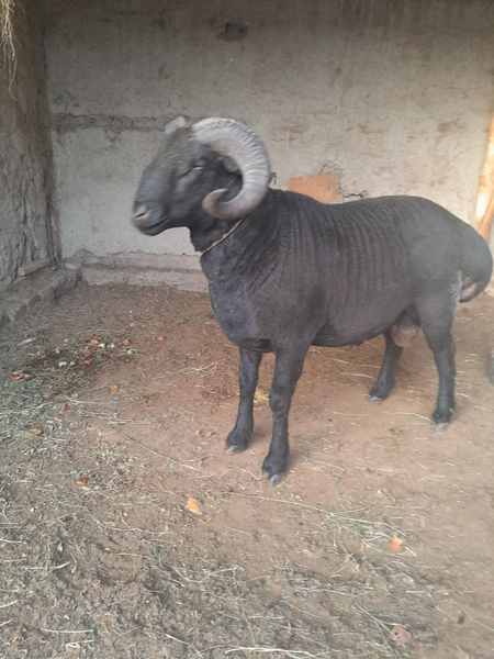 Urushadigan shishak qo\\\'chqor sotiladi.