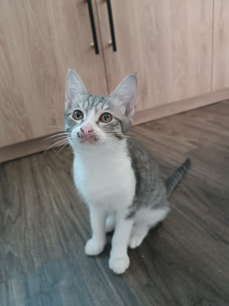 Котята в хорошие руки