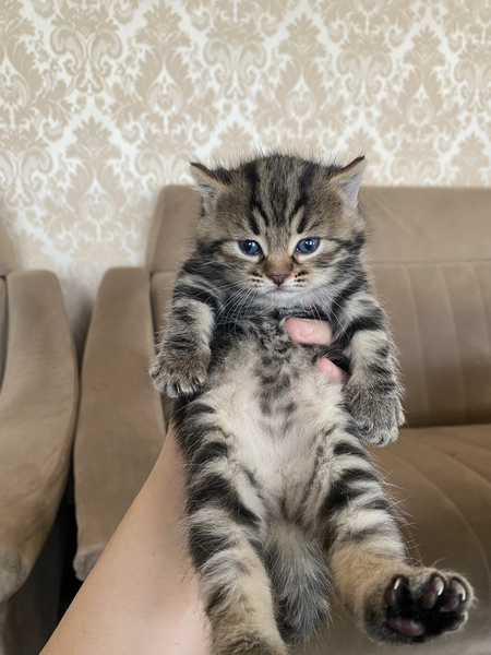 Скотиш страйт пушистики