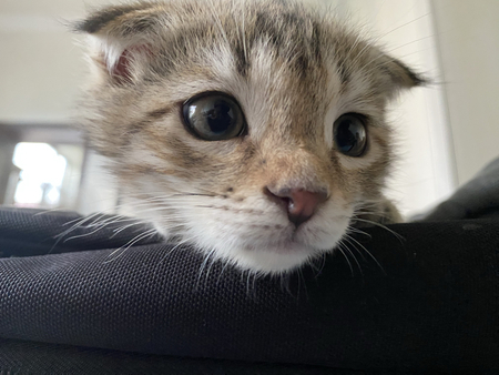 котенок скоттиш фолд девочка очень умная
