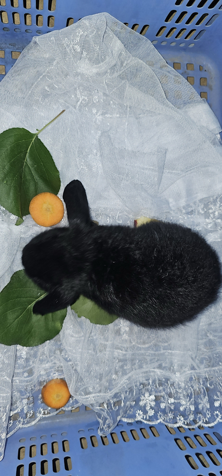 Quyon карлик баран zoti