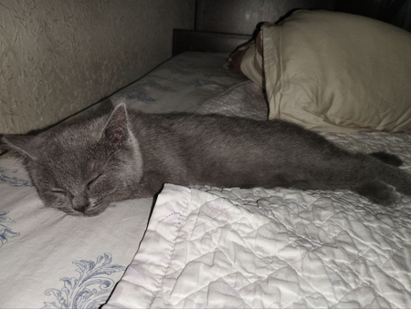 Продается Scottish fold
