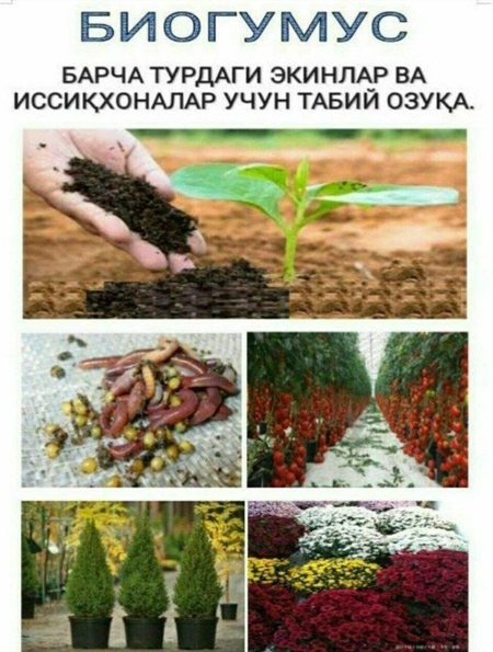 Павлония н1 сорти