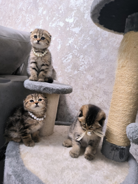 Котята от правильной вязки