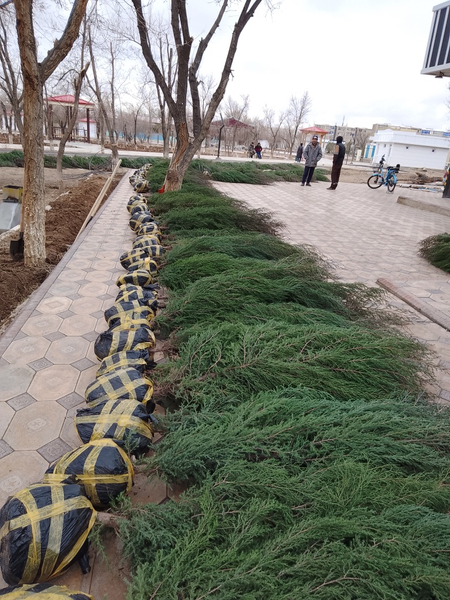 Арчадан забор экамиз
