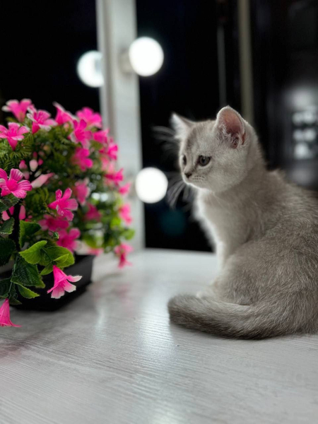 Продам 2 кошки Скоттиш страйт,
