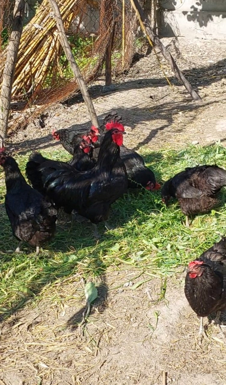 Jers Qora Shag'zoda 1+9 sotiladi