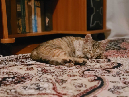 Котенок девочка (ищем доброго хозяина)