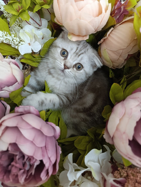 Продам срочно кошки.