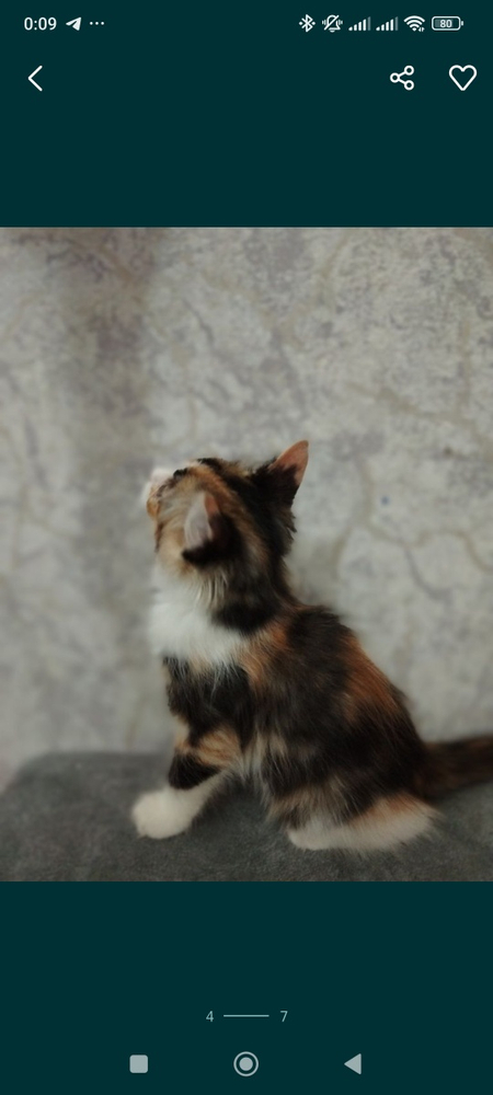 СРОЧНО!!! Отдаю котят