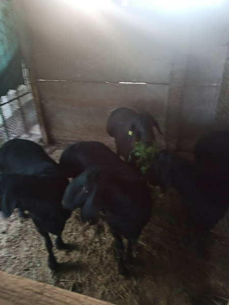 Qurbonliga qozi qochqorla