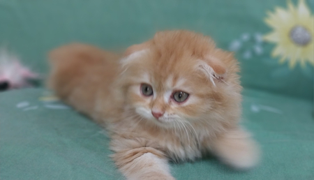 Скоттиш фолд хейланд