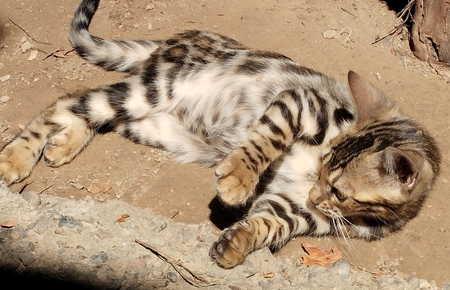 Бенгальские котята