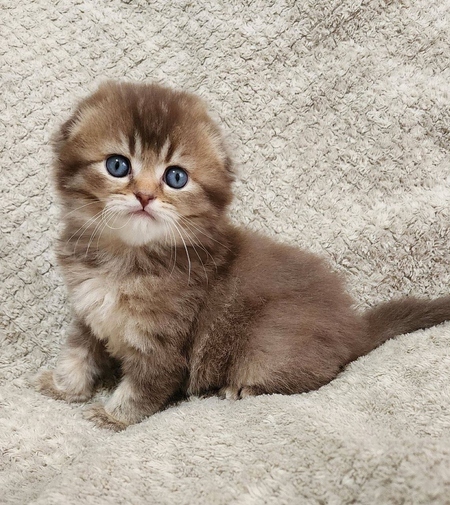 Котенок шиншиллы девочка