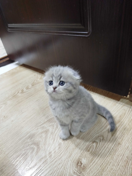серебристый Шиншилла