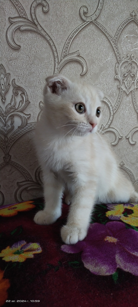 Котеноки пародистые 2 мальчики