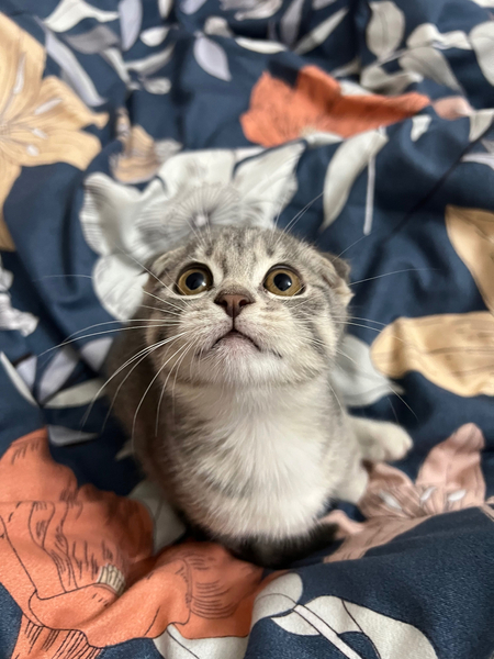 Шотландский вислоухий котенок