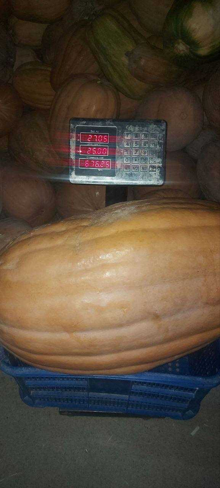Продается Тыквы / QOVOQ sotiladi