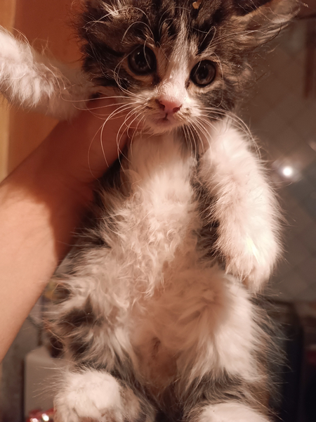 Отдам котенка в хорошие руки