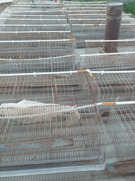 Tovuq katak setka rasiski