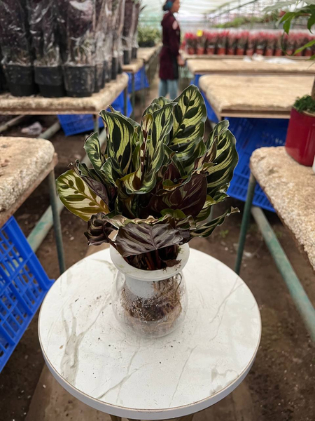 Eng Sara gullar xonaki