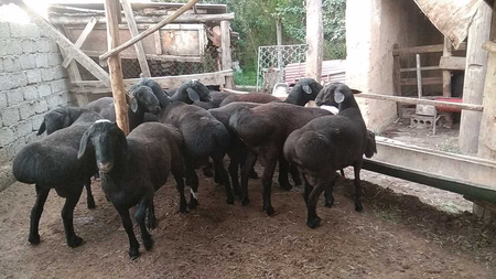 Qora qo'chqorlar 55 mingdan  jivoy vesiga